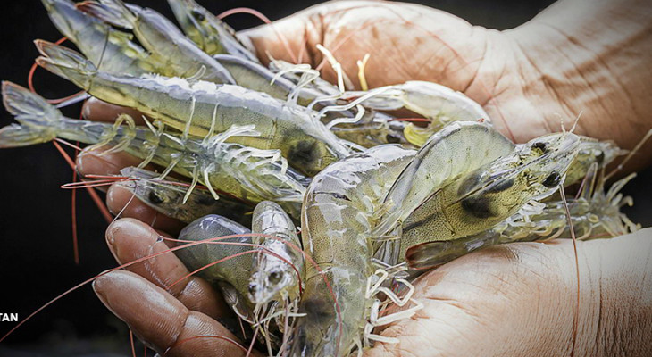 Pakistan needs to focus on shrimp farming to increase seafood exports-INP