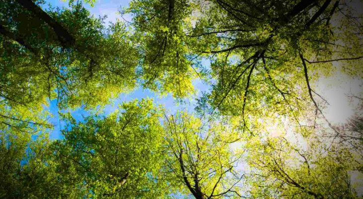 Pakistan offers expertise to Middle East Green Initiative on forest ...