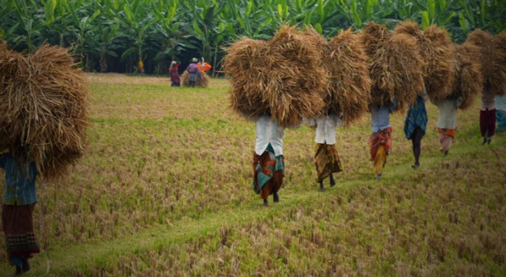 Syngenta carries out successful crop insurance pilot project-INP