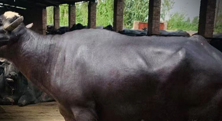 Chinese company preserves breed of ‘super’ Pakistani buffalo-INP