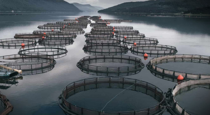 IPRS ideal for commercial fish farming-INP
