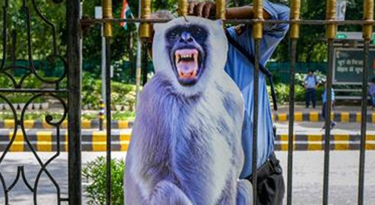India’s unique solution: ‘Monkey-men’ deployed to keep primates at bay ...