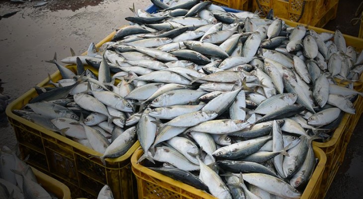 Karachi fish harbour upgradation to help boost fisheries exports-INP