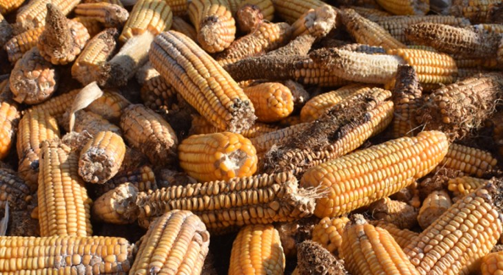 Combating aflatoxin contamination in crops to ensure food security in ...