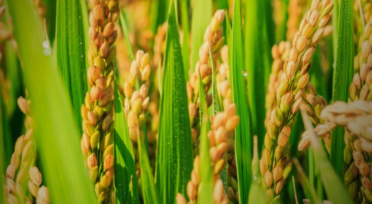 Mechanized farming transforms Pakistan's rice sector-INP