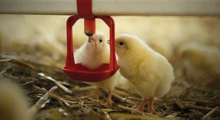 High rates of feed expose poultry sector to crisis-INP