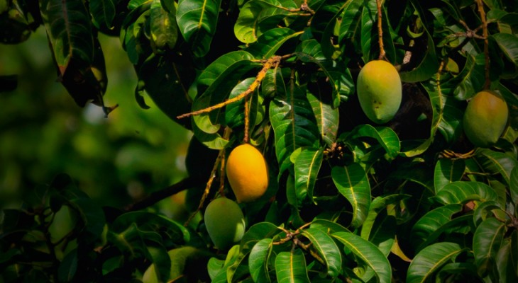 Breeding of climate-resilient mango varieties to withstand new weather ...